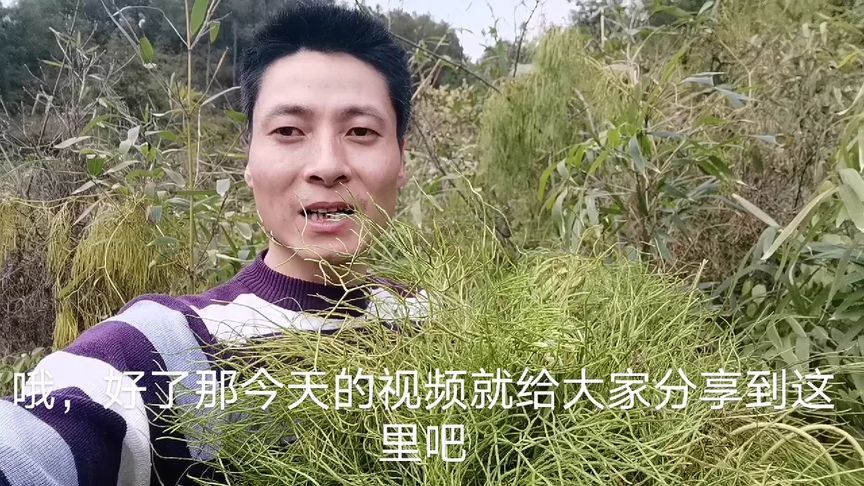 今天帮朋友採了几十斤舒筋草,煲汤泡脚好处多,中老年人要认识哦