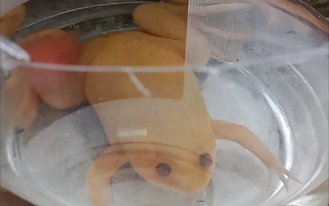 电子显微镜下的组织细胞