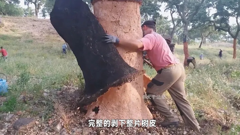 红酒的守护者,软木塞是如何制造的