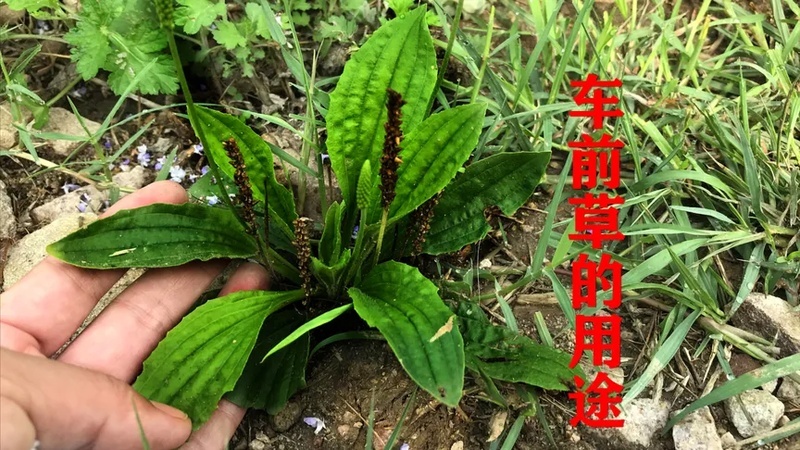 为什么叫车前草它的正确用途是啥活了20多年,今天弄明白了