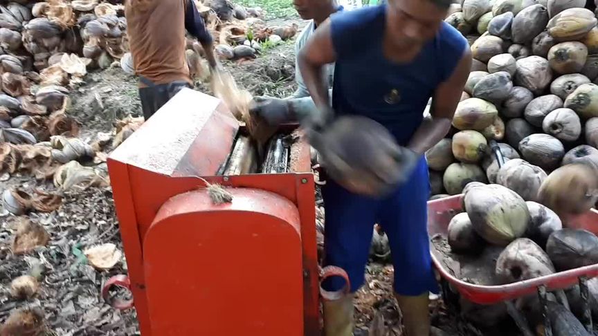 剥椰子的机器,几个熟练工人一会就剥了这么多!
