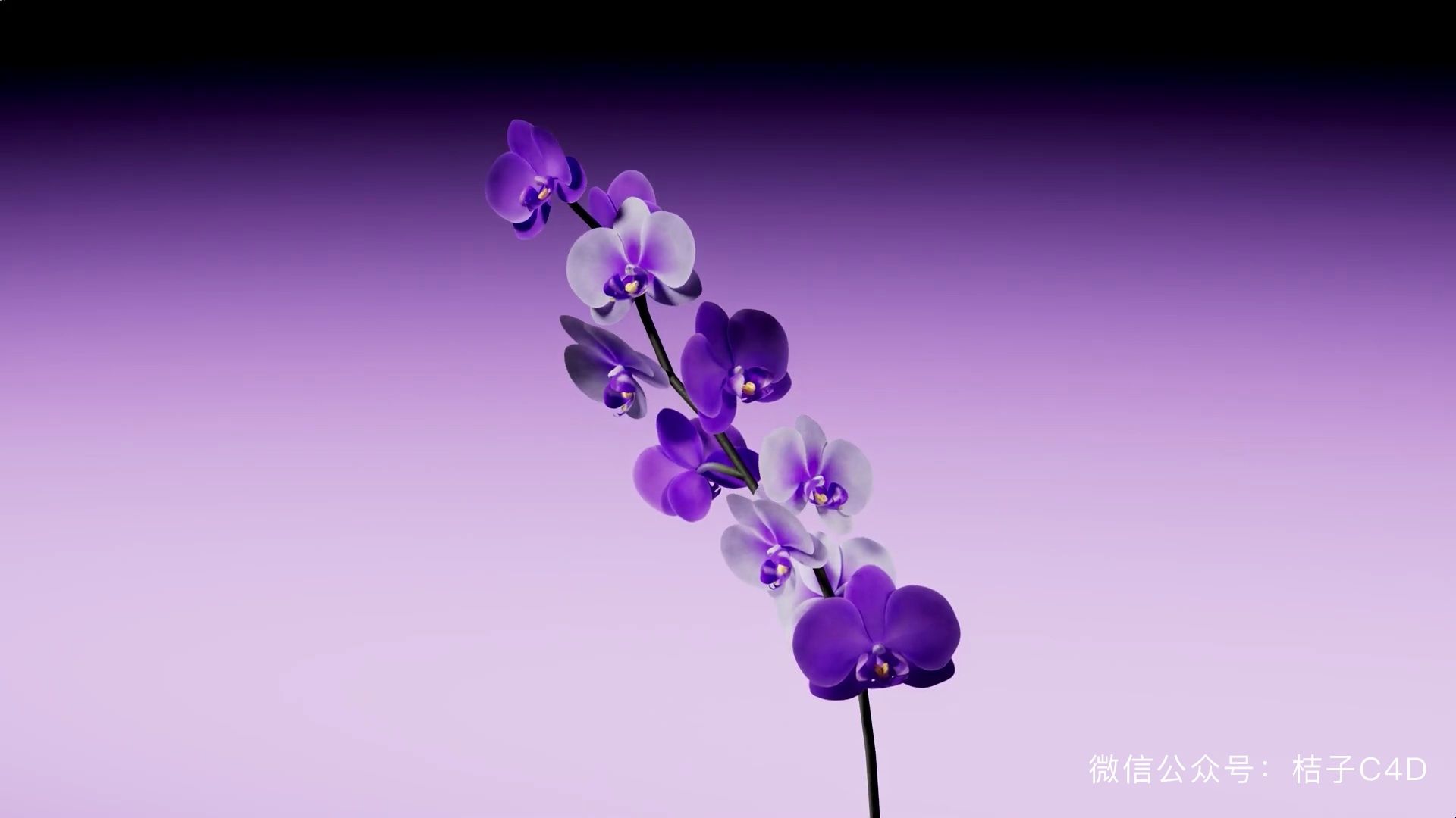 【动态视觉鉴赏】鸢尾花植物生长动画,C4D植物生长动画