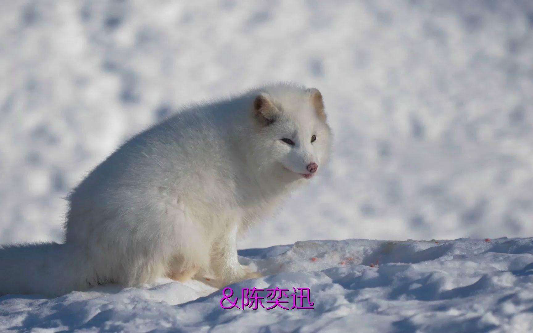 《交换爱情》欣赏,全民k歌制作mv软件有哪些叫什么