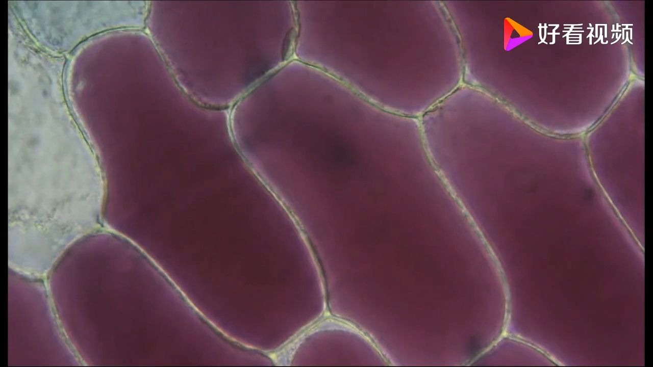 2019年新教材 质壁分离实验_好看视频