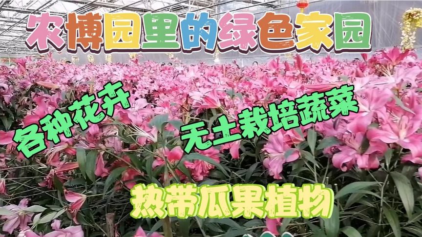 今天分享农博园里的各种花卉 无土栽培蔬菜和热带瓜果树木