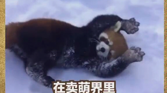 《小熊猫科普小知识》