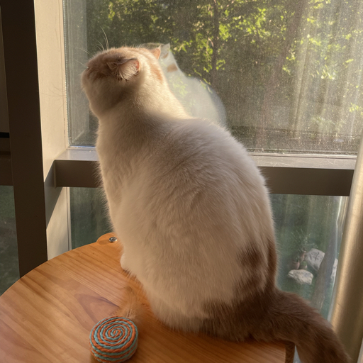 草莓酱的追剧心理学 