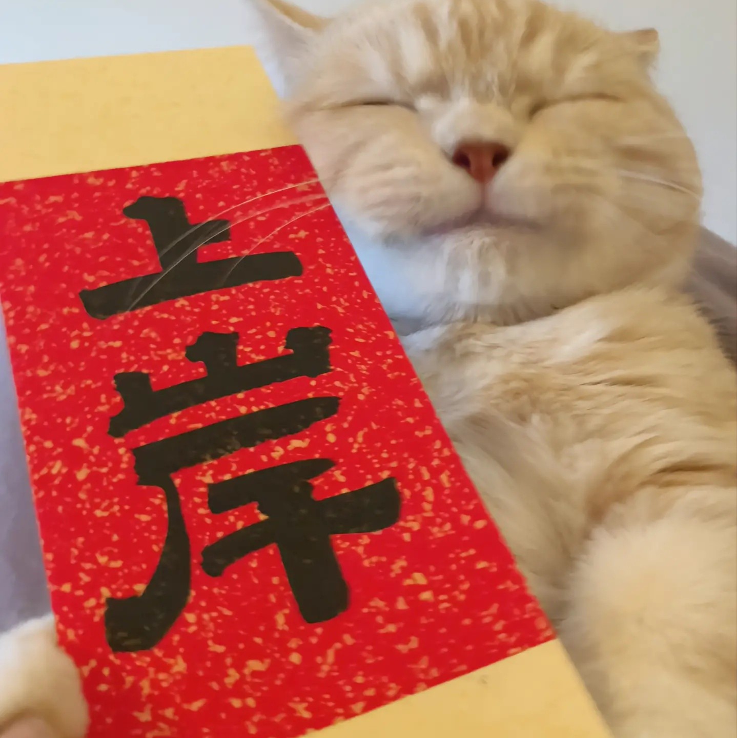 我是无敌的飞天猫 