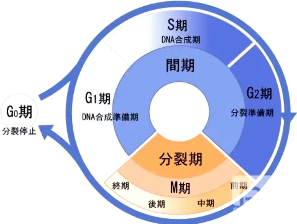 微管如何在马达蛋白的作用下牵拉染色体去向细胞两极
