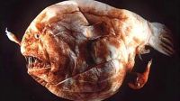 十大凶猛的海底生物排行榜