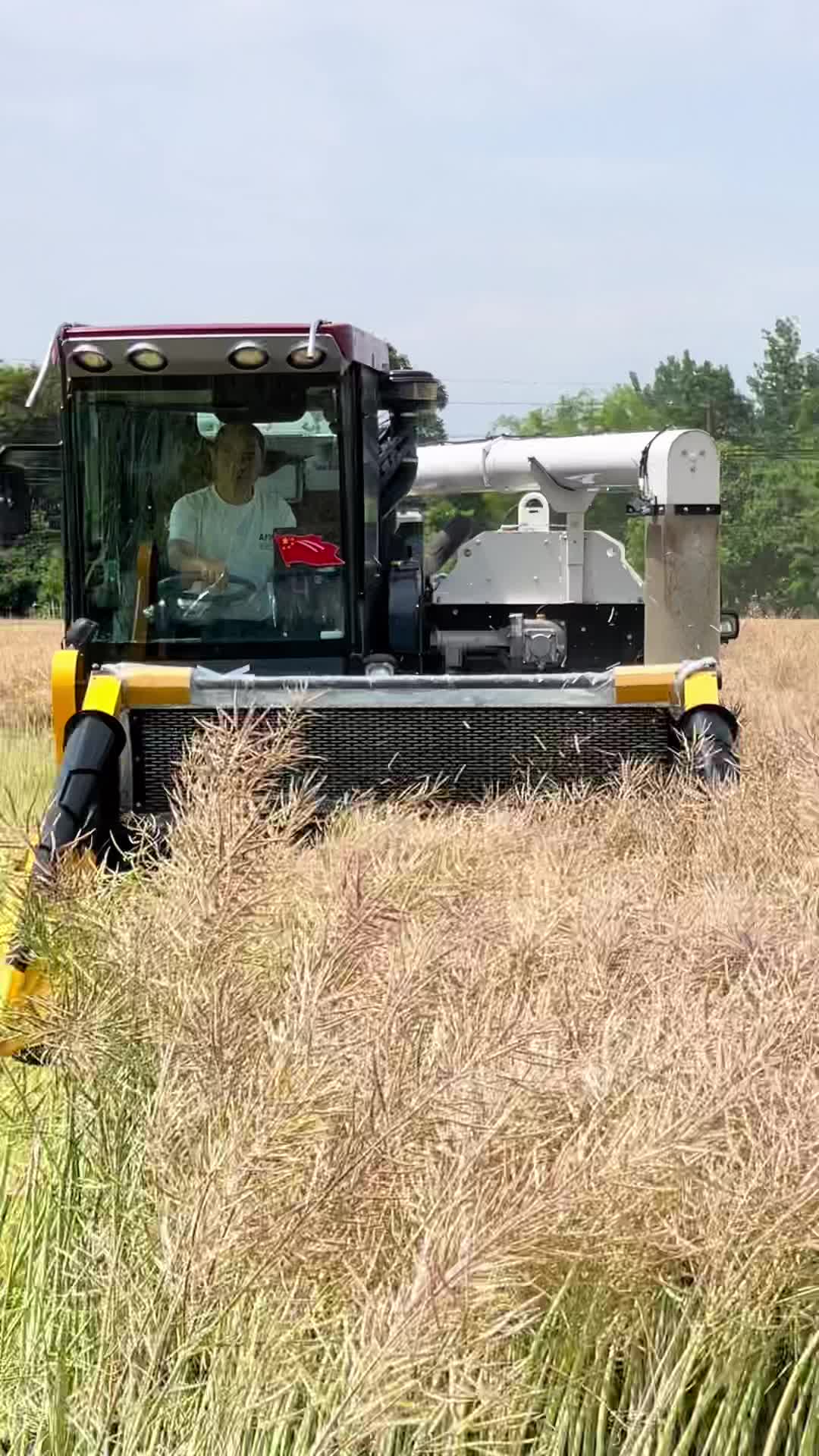 #油菜收割 #农业机械 #三农 #新农人计划 油菜直接收割效果杠杠滴好