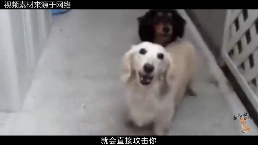 都说“咬人的狗不会叫,乱叫的狗不咬人”?不要再被蒙在鼓里了!