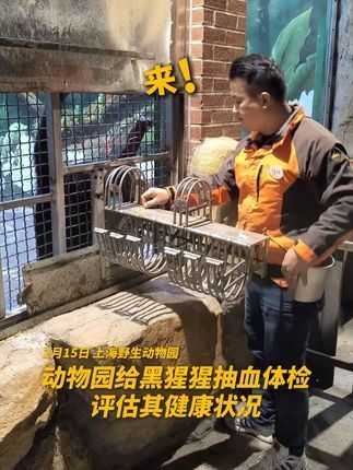 彼此信任!黑猩猩采血时主动配合超勇敢ߑ� (来源@上海野生动物园 )