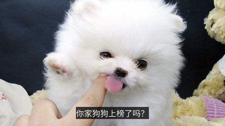 狗狗颜值排行榜,最好看的几种狗狗,你家养了吗?