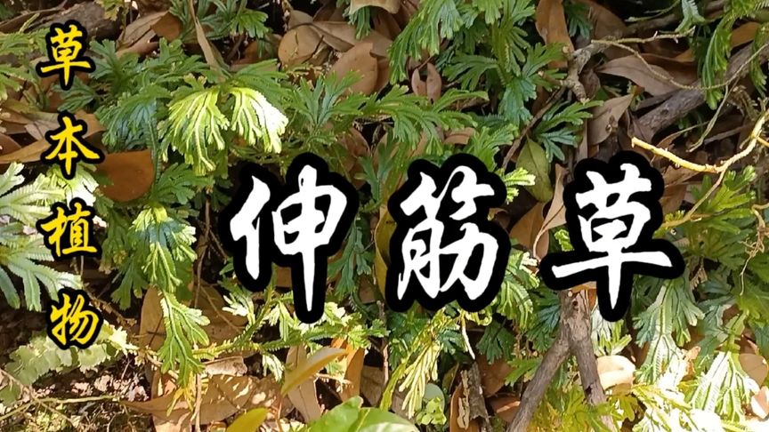 伸筋草不怎么好看,但它用途广可以来了解下哦。