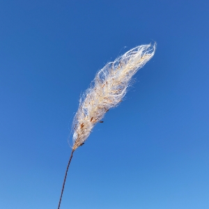 申论写作自习社 