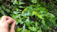 分享:患三高人群莫急莫慌!一种纯天然植物保健茶,助你恢复正常