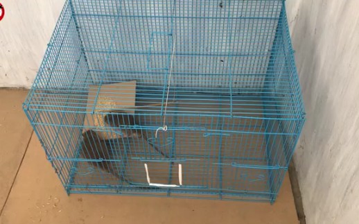 外国大佬巧设机关把笼子改造成“全自动”捕鼠器,看老鼠如何自己把...
