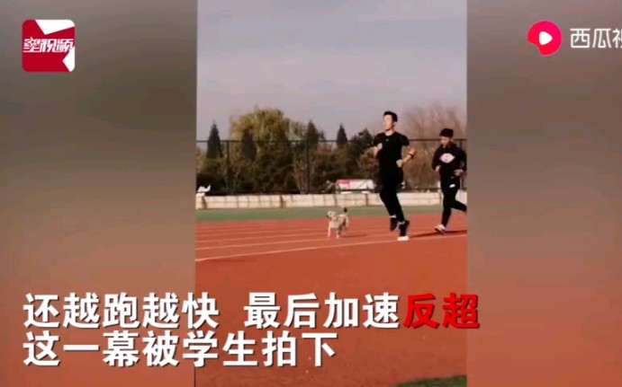 冲鸭!大学生体测1000米,狗狗加入并反超成功