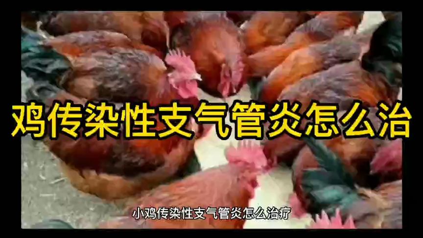 小鸡传染性支气管炎怎么治疗 治疗鸡支气管炎特效药