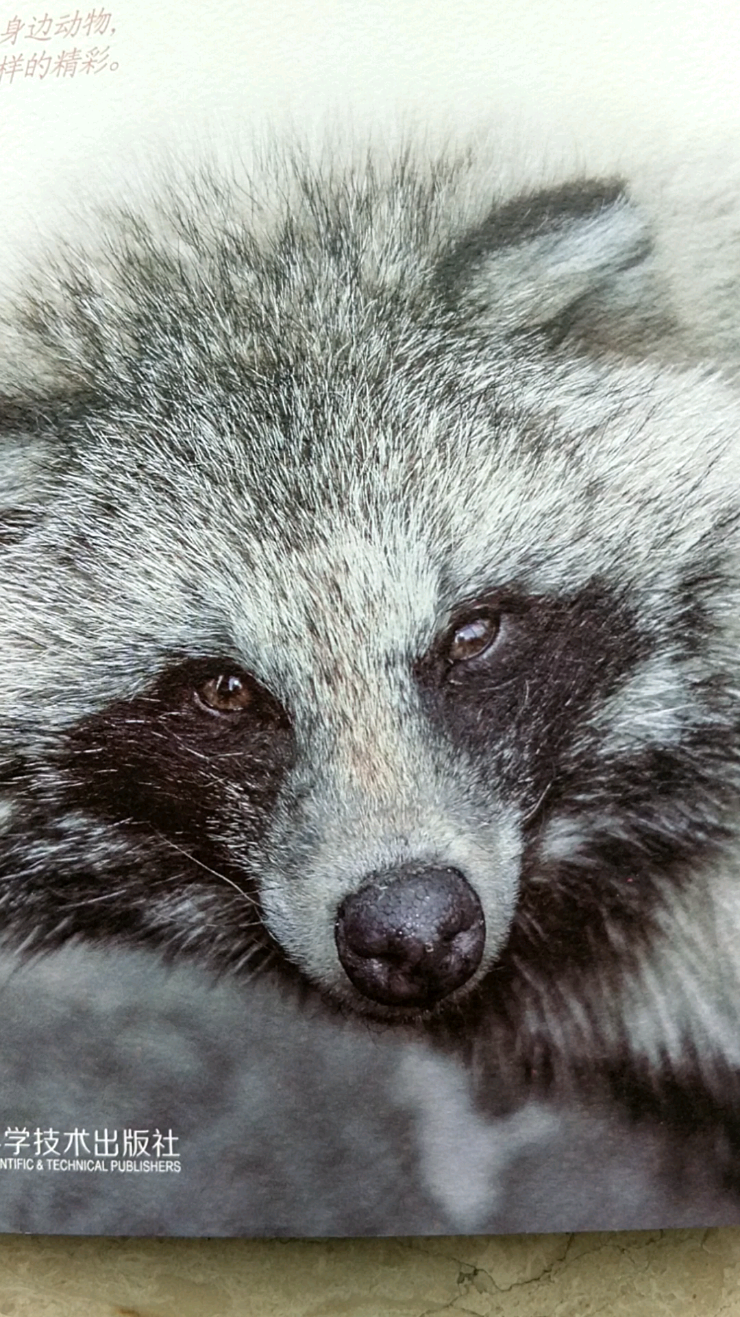 《我的野生动物邻居》姜雅风著,上海科学技