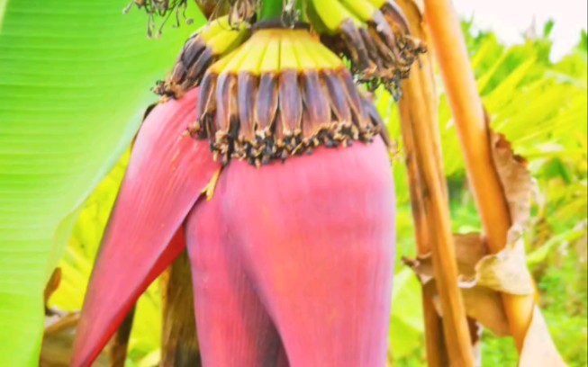 海南的蕉田和农田!