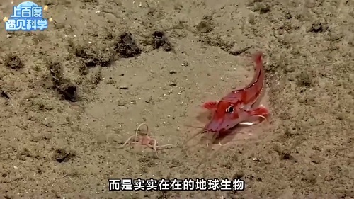 真实深海实录:神秘生物激烈争夺猎物,震撼画面超乎想象