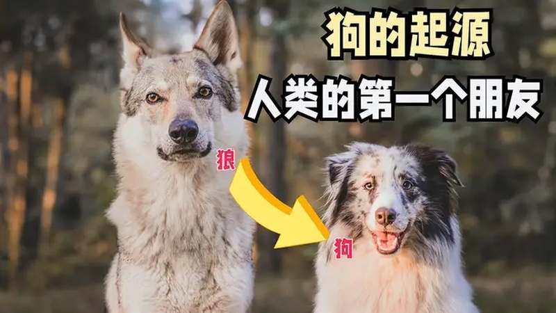 狗的起源以及流浪狗逆袭的故事