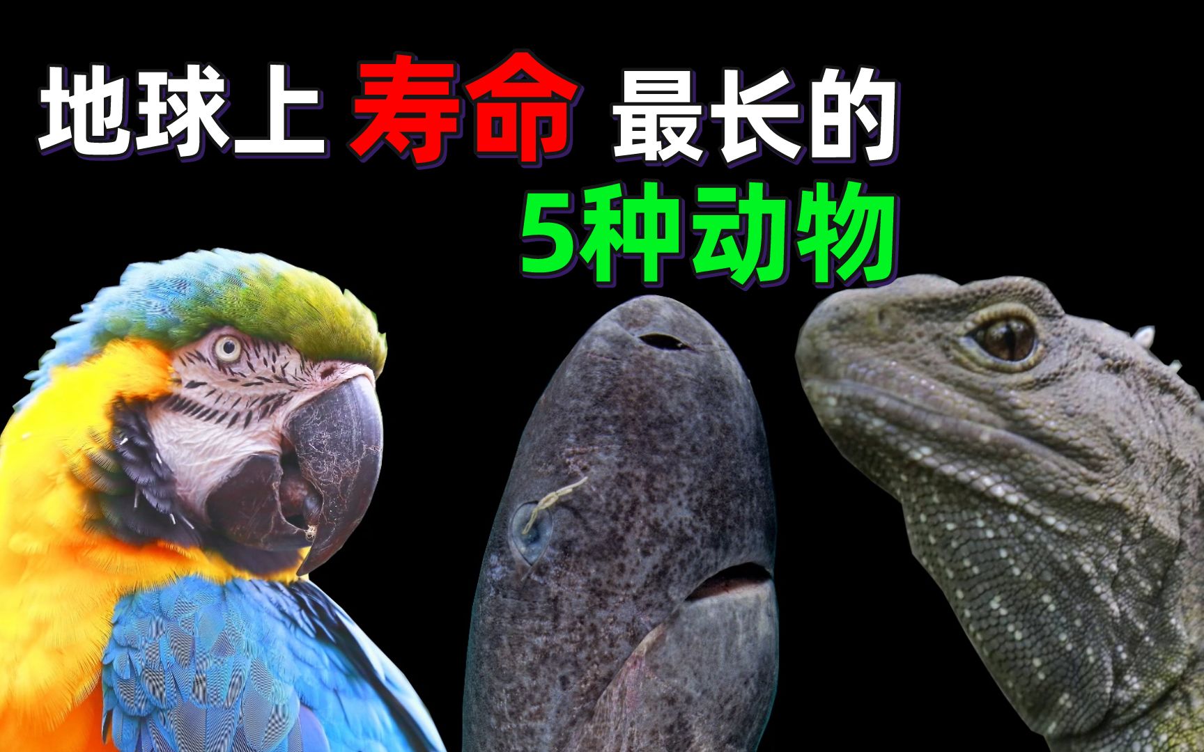 地球上寿命最长的5种动物,轻轻松松活个上千年!