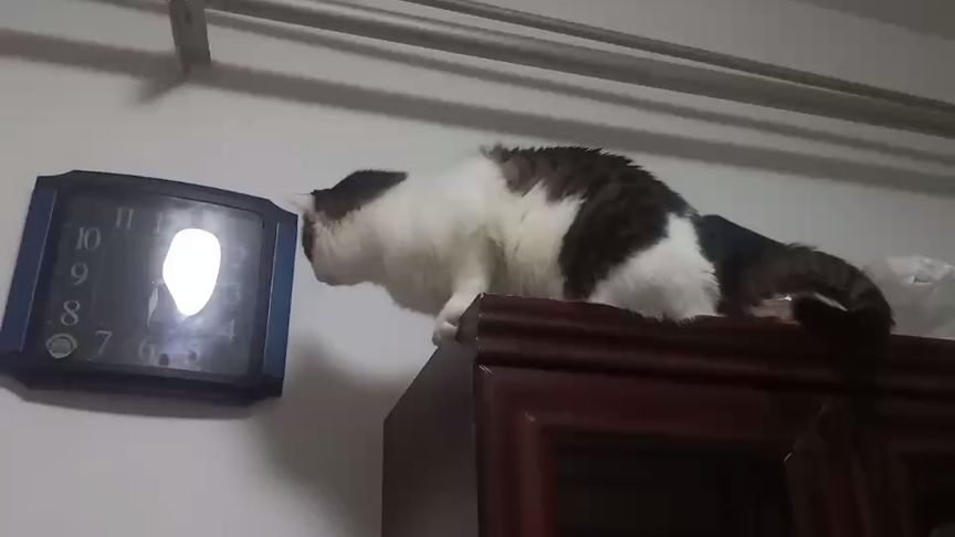 点点看到钟表的指针在动,好奇