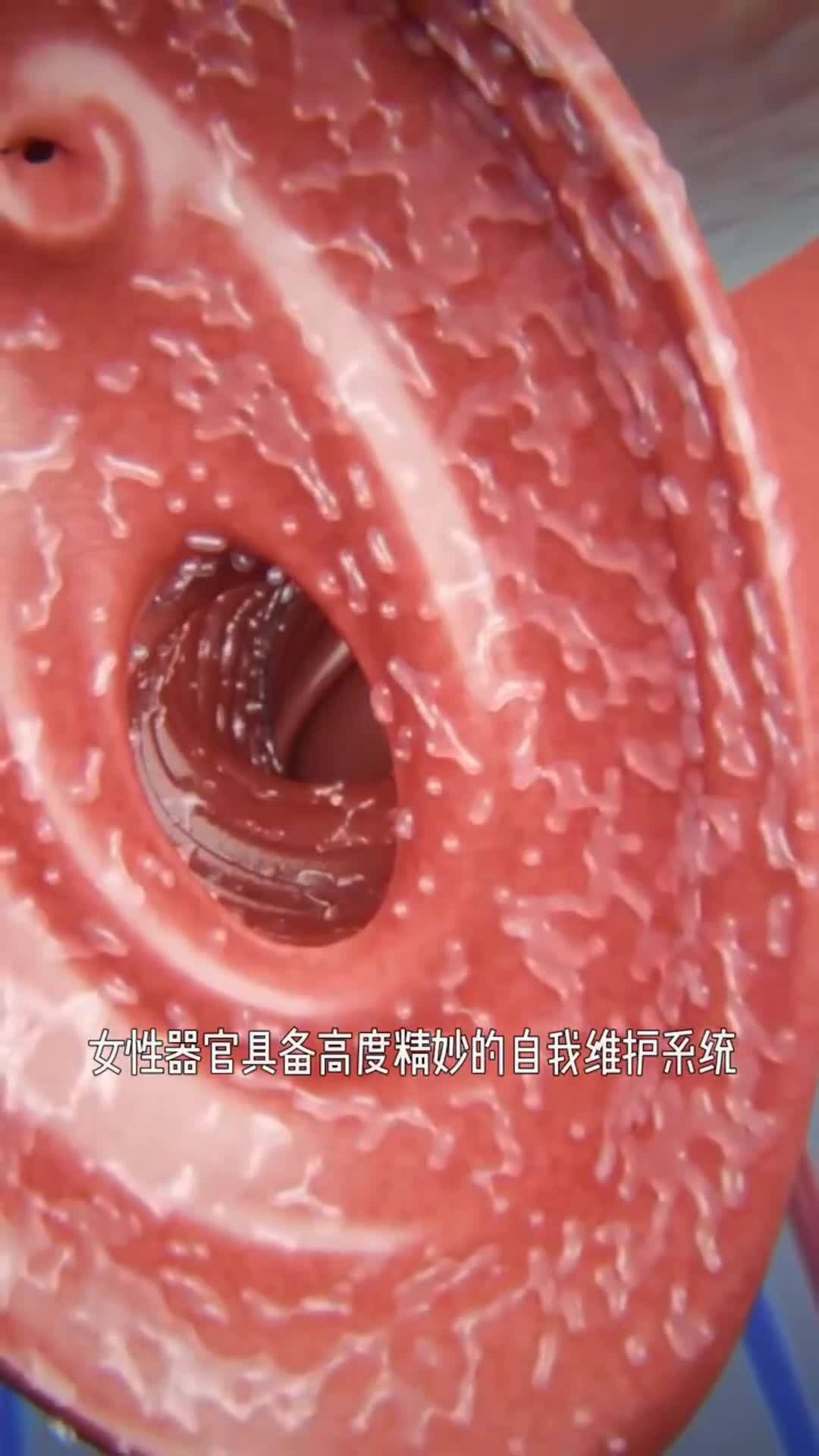 黏液的智慧:生殖系统的"自我维护"#科普#人体奥秘