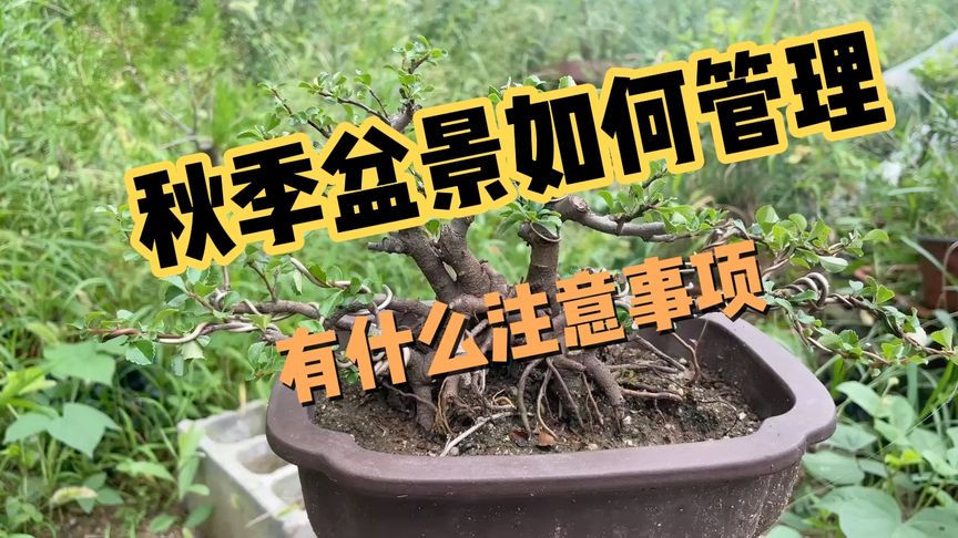 秋季盆景如何管理养护,有什么注意事项,今天聊一聊