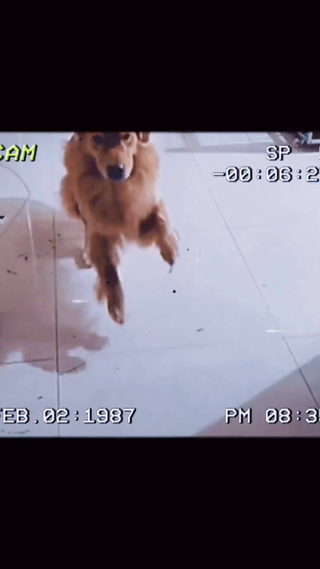 “被狗狗模仿了”满级动物 红眼 流量 热门 狗狗