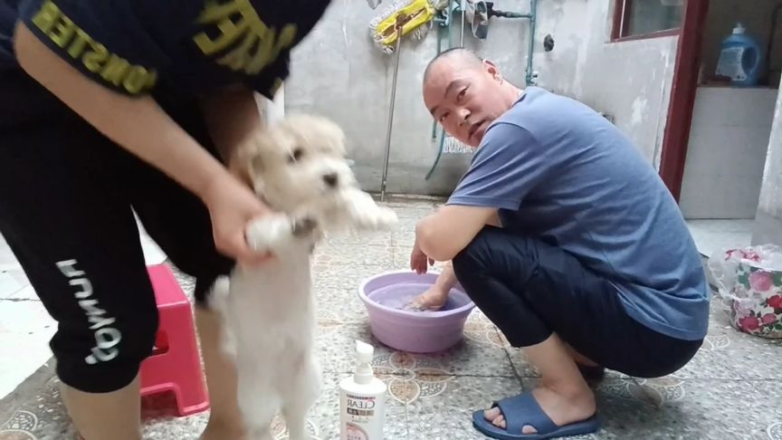 给狗狗洗澡,还是不知道怎么洗才好