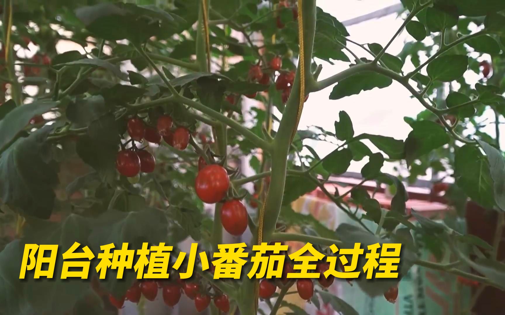 阳台可以用吊蔓的方式种植小番茄,方法简单,看完视频你也能学会