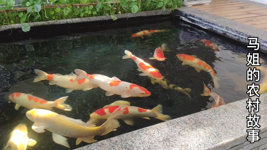 锦鲤鱼池过滤系统就这么设计,简单的毛刷和管子,实现水清鱼靓!
