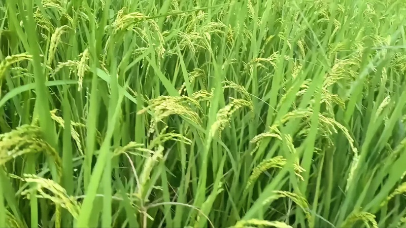 稻田风光 金秋九月 爱让我们是一家 丰收的季节