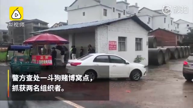 江西一斗狗赌博窝点被端:两狗撕咬遍体鳞伤,上百人围观