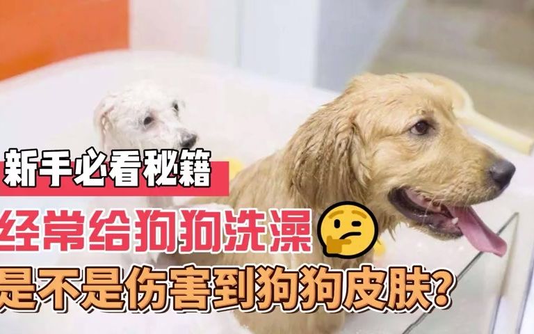 狗狗经常洗澡,是不是会伤害到皮肤?那是不可能的事!