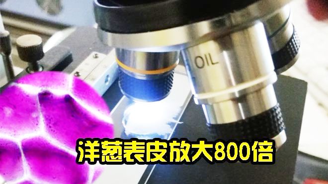 显微镜下的洋葱表皮,200倍的画面太美,犹如亲临水立方的感觉