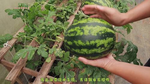 水果筐变西瓜乐园!不用菜园也能种出高产西瓜,方法超简单!