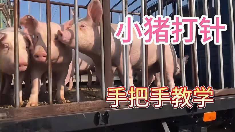 养猪朋友打针无效?小哥立即分享:治疗方案和用法用量