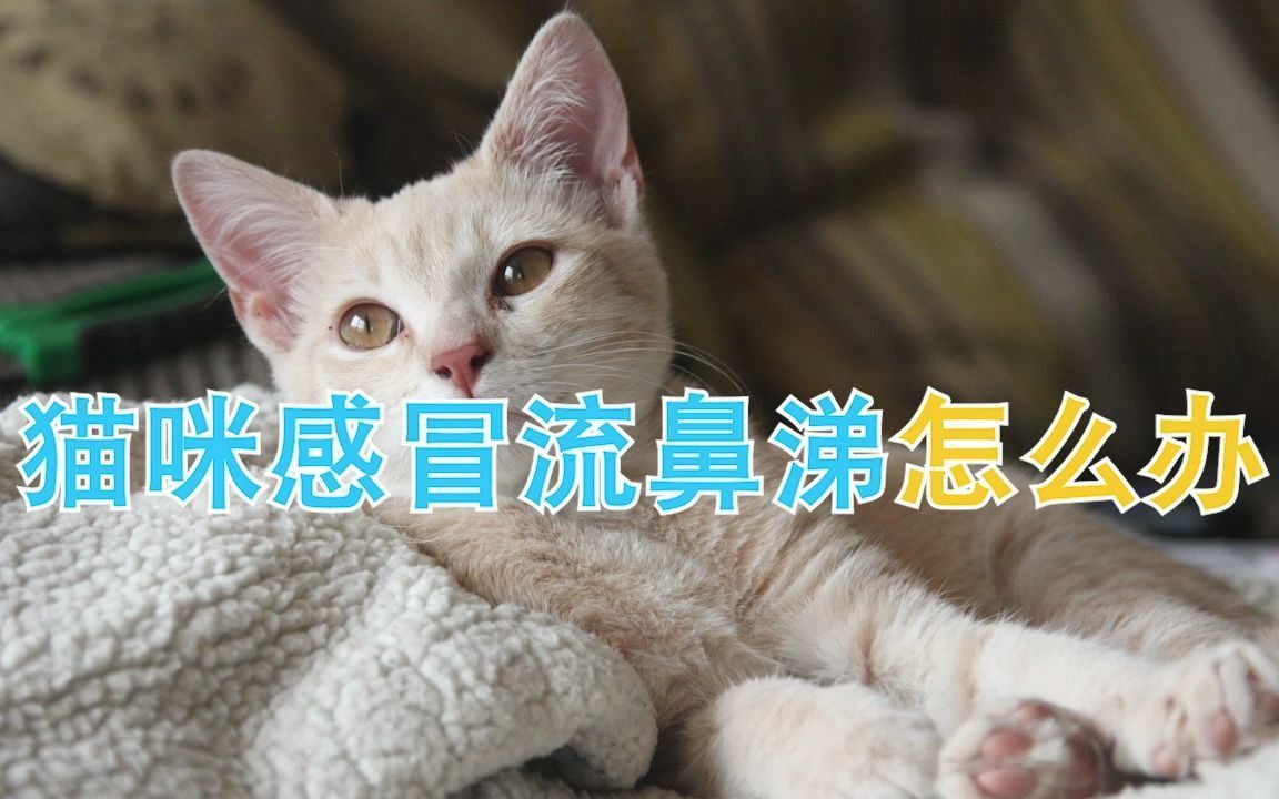 猫咪感冒流鼻涕怎么办