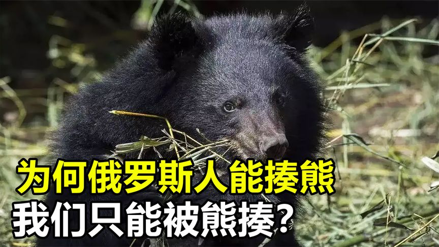 男子挖野菜惨遭黑熊袭击,为何俄罗斯人能揍熊,我们只能被熊揍?
