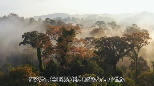在植物的世界里,总能看到非常有趣的传播方式,让人感到不可思议