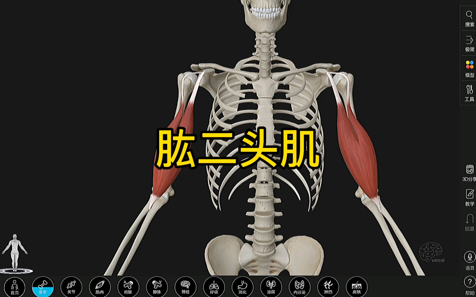 肱二头肌的功能解剖