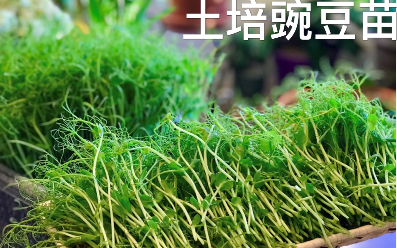手把手教你种豆苗, 两个小窍门让豆苗发的更快长得更嫩 豌豆苗长势...