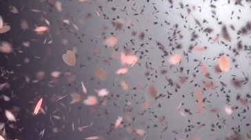 樱花飘落代码,包含源码,快来让你的理工男朋友做给你看