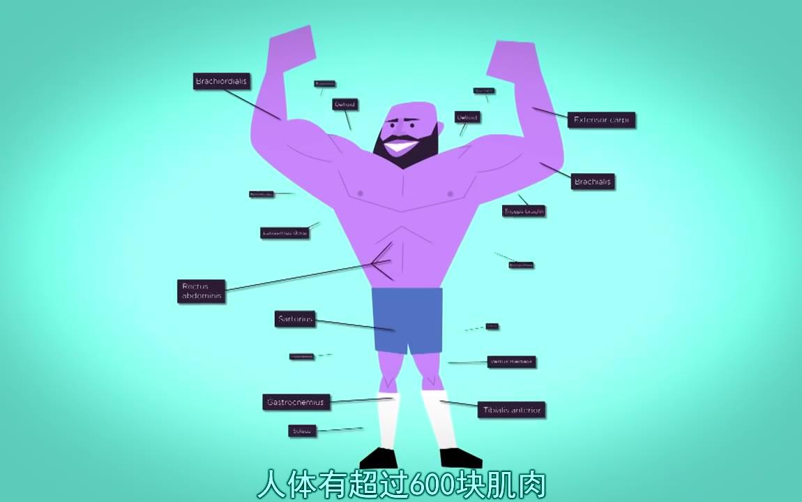 健身常识-我们的肌肉是怎么来的?