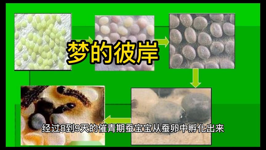 蚕的生长周期 (仅供参考)